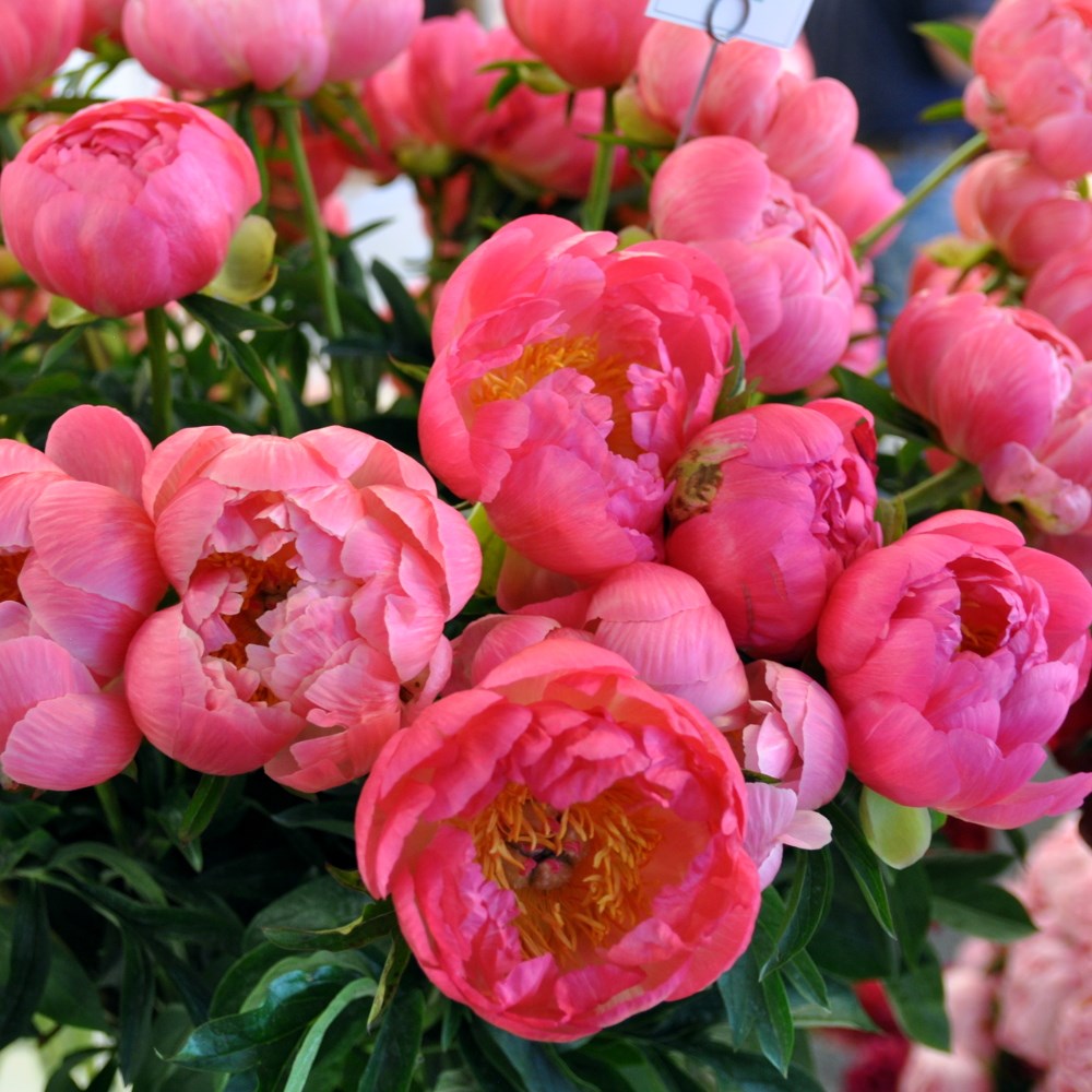 "Екатерининские сады" - Пион Coral Sunset (Paeonia Coral Sunset)