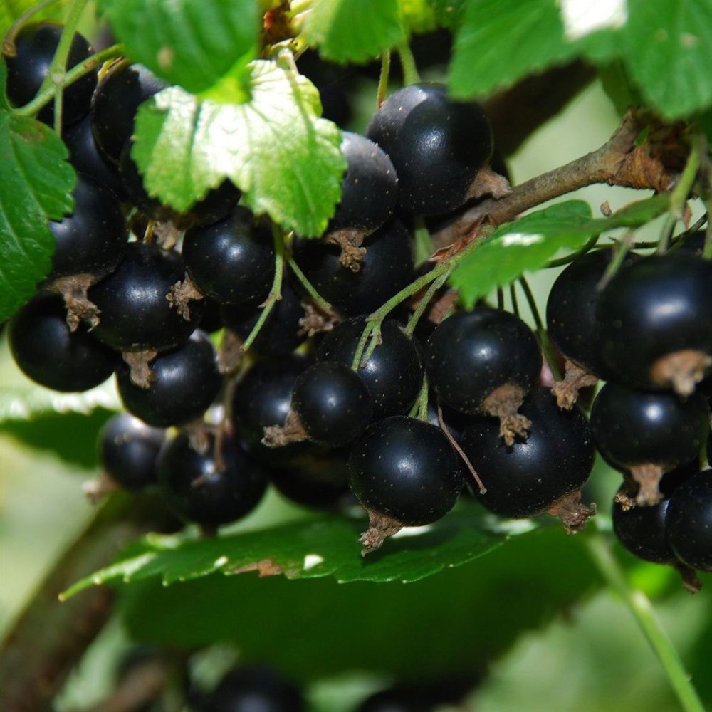 "Екатерининские сады" - Смородина чёрная Титания (Ribes nigr. 'Titania')