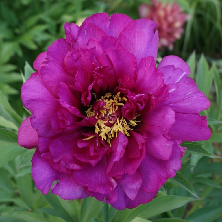 "Екатерининские сады" - Пион древовидный пурпурный (Paeonia suffr. purple)